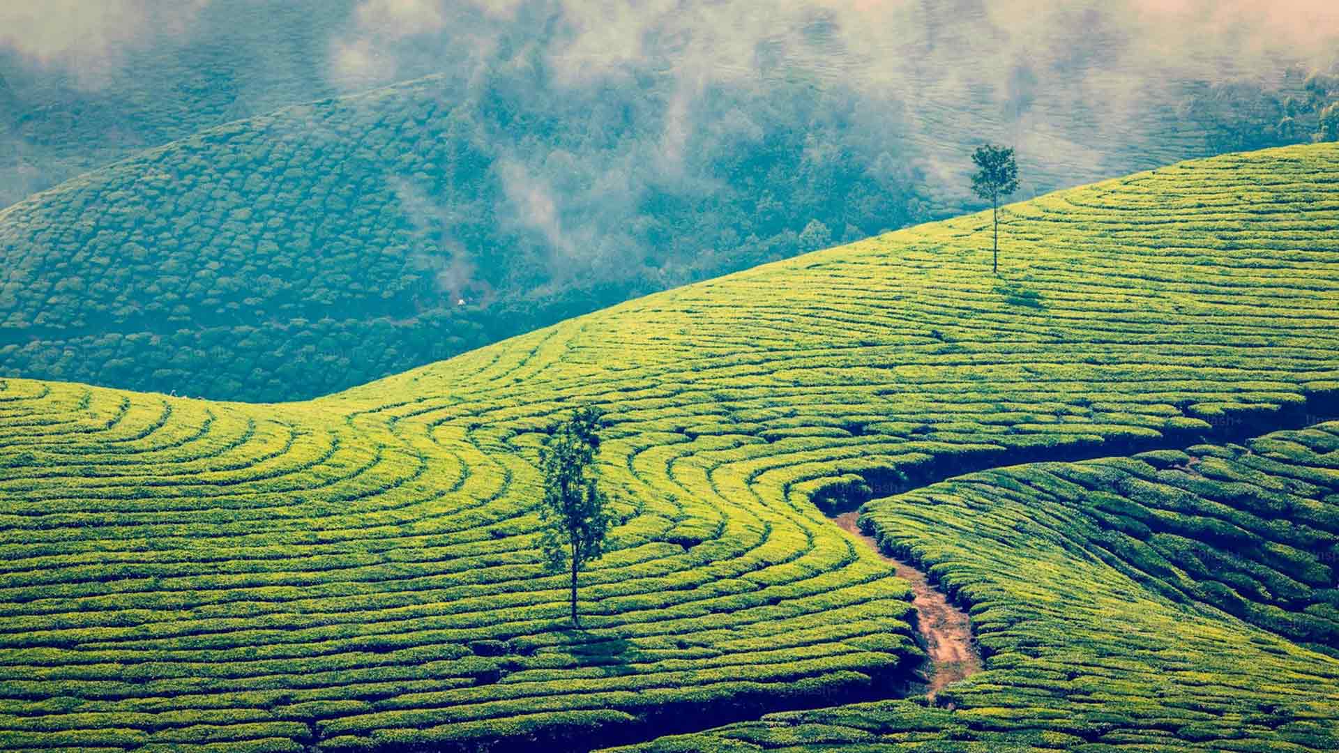 About | Mushroom Valley Munnar Cottage